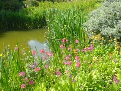 How to Build a Bog Garden - Garden Projects