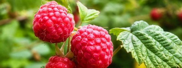 How to Grow Raspberries - Garden Projects